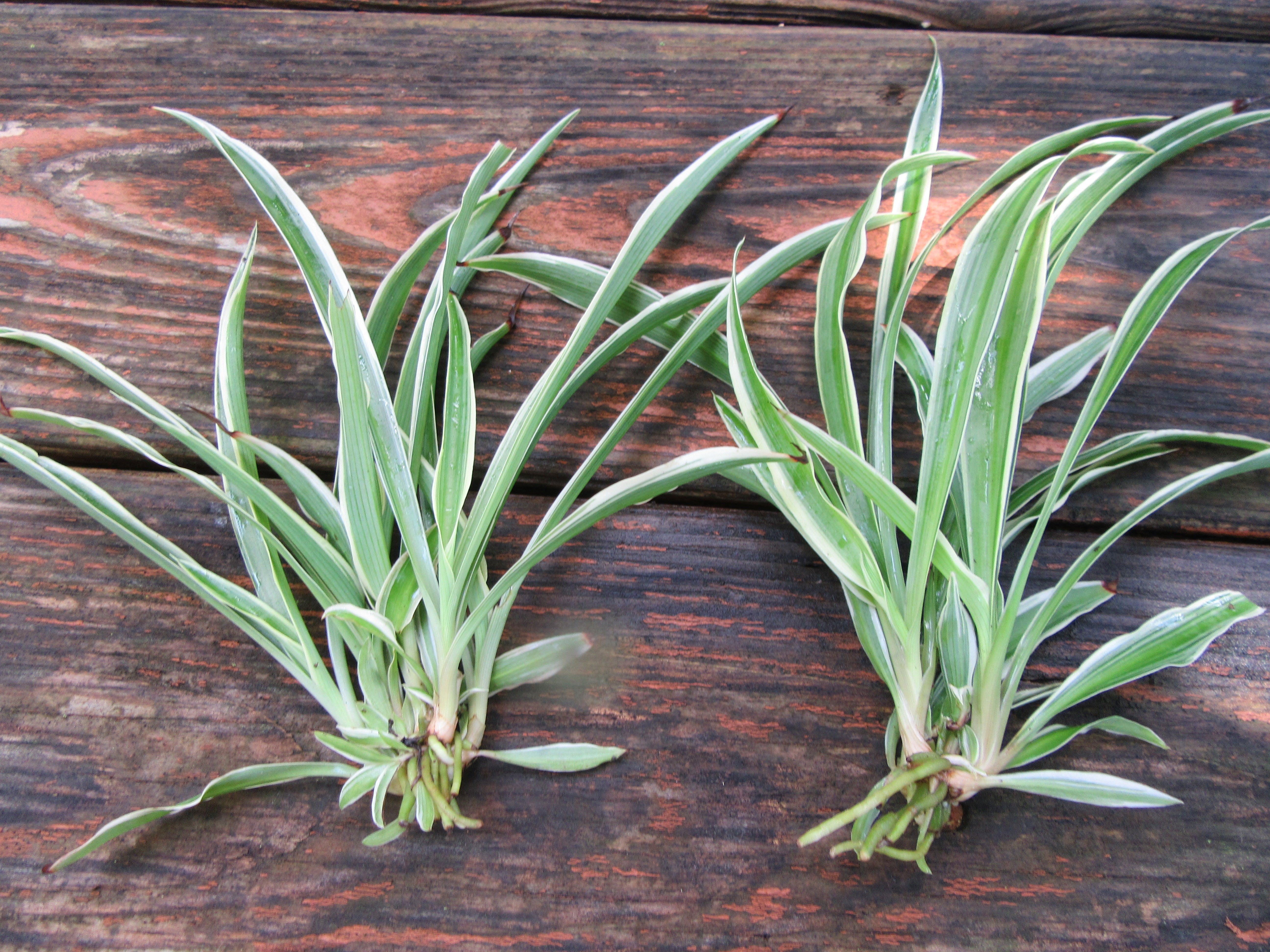 2 Chlorophytum Comosum Spider Plants with bare roots - Candy Candy Candy